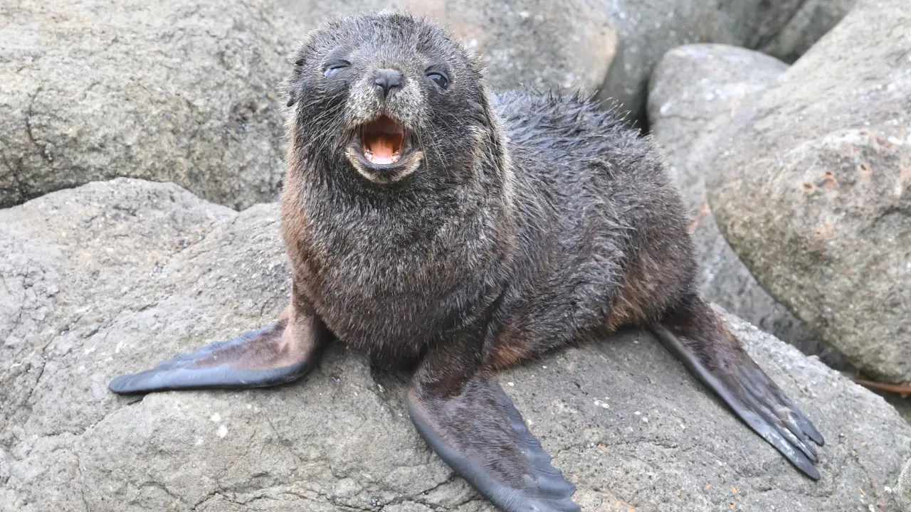 Sorprendente: focas saben cuánto oxígeno circula por su sangre y así no se ahogan - BluRadio