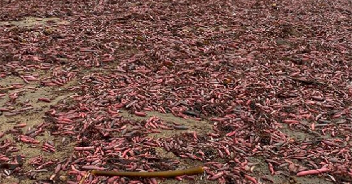 ‘Pez pene’, curioso animal que apareció por montones en una playa ...